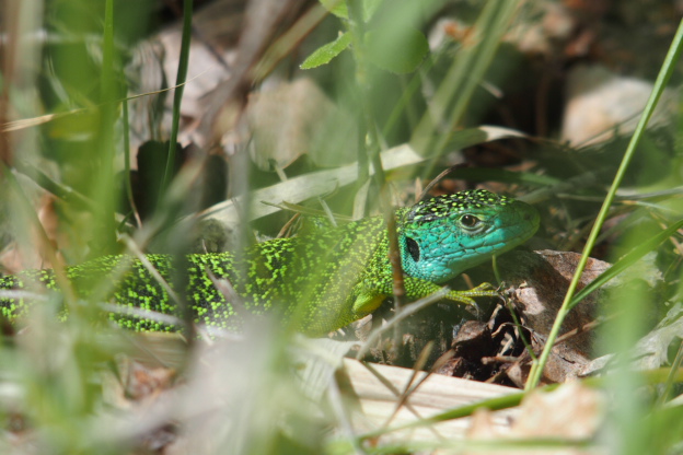 Green Lizard Trail - Salgesch - Kapellenhubel – Salgesch | The Swiss parks