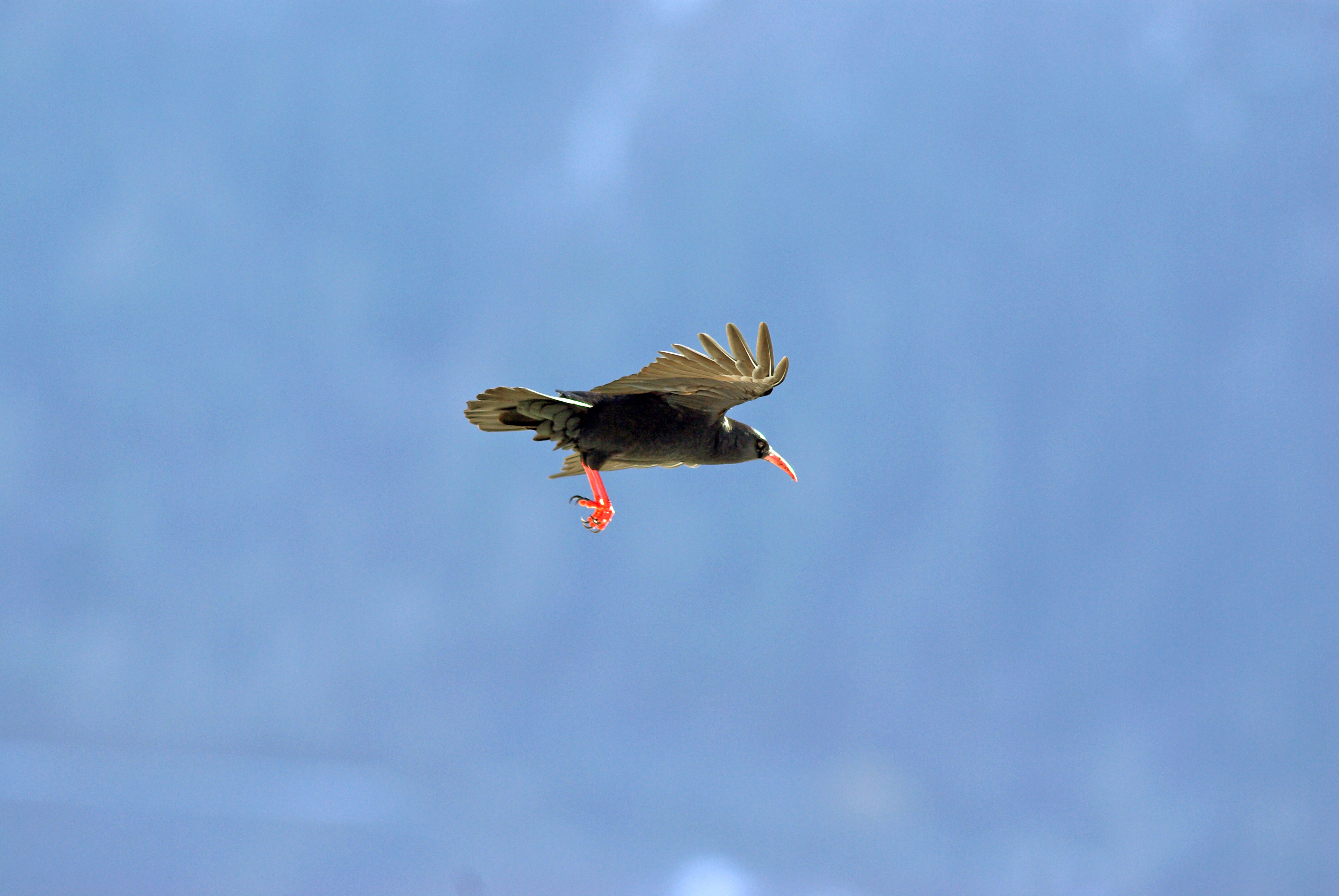 Park bird Red-billed Chough - The Red-billed Chough – the park bird of ...