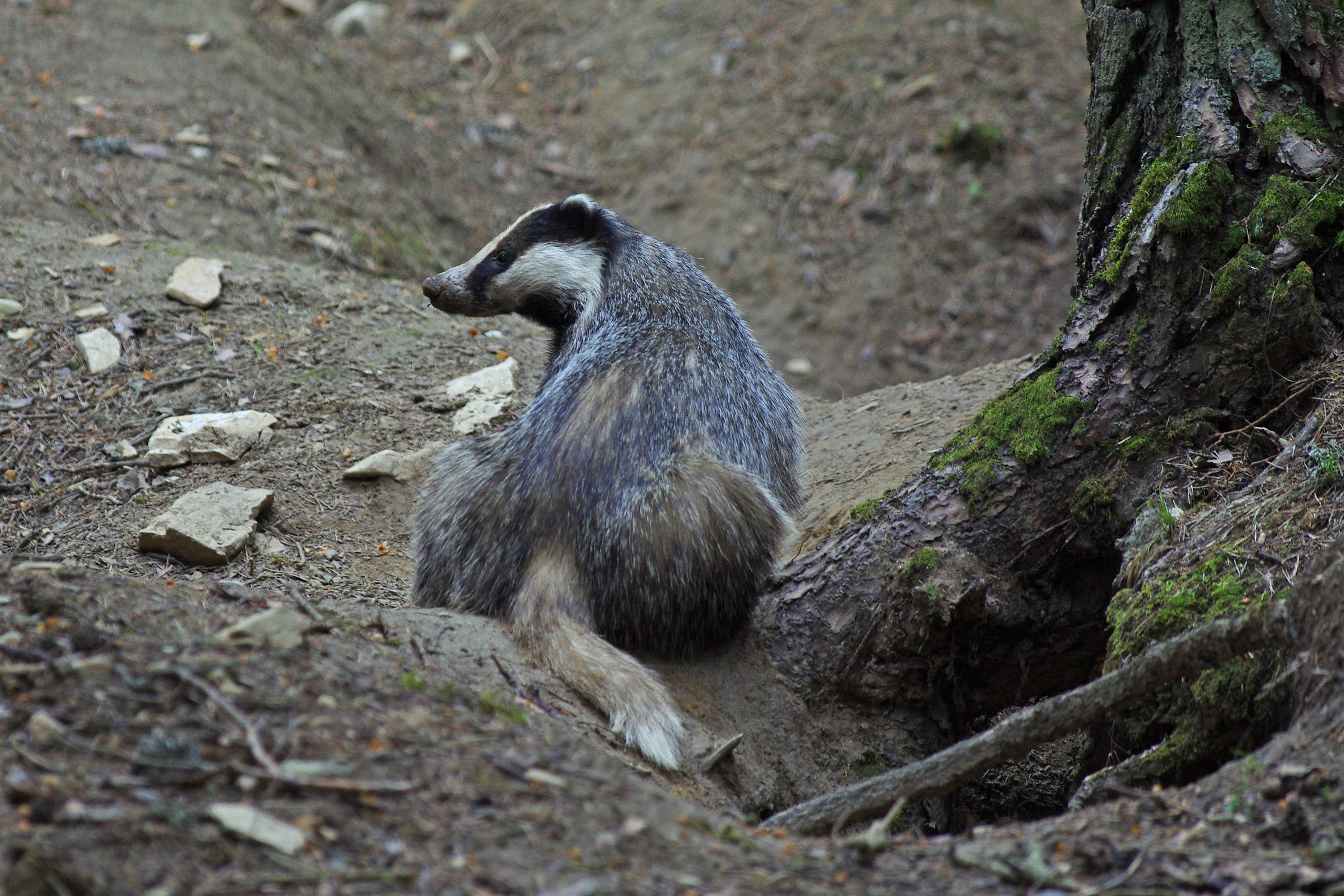 Badger trail - A circular hiking trail following the footsteps of the ...