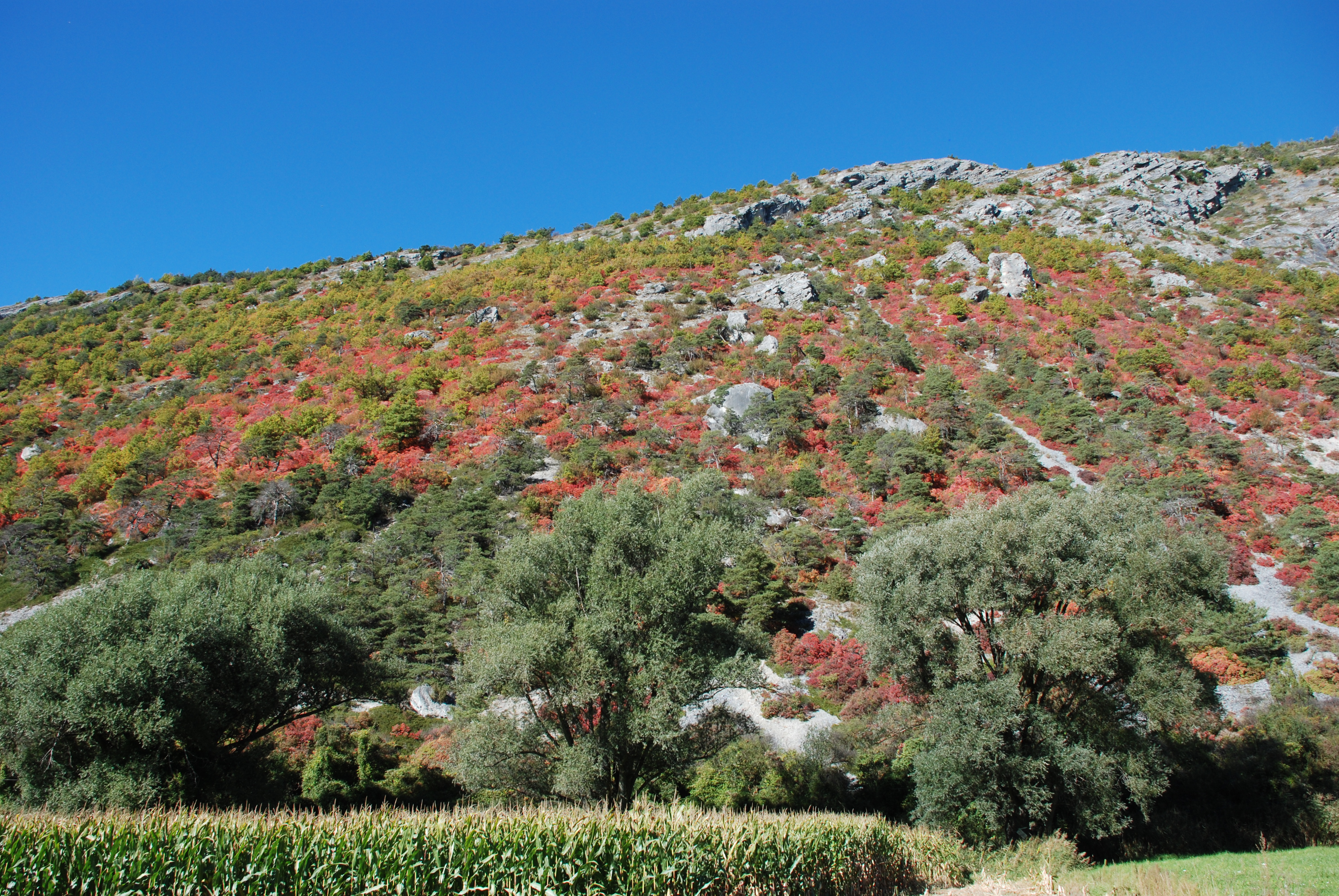 Les steppes rocheuses - Les steppes rocheuses valaisannes | Naturpark ...